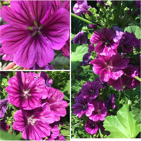 1000 Mallow Malope Seeds For Planting Mallow Malope Flower Seed Perennial