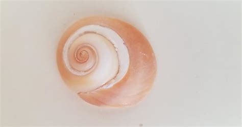 Fibbonaci Shells Album On Imgur