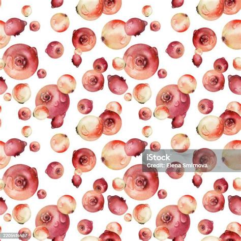 링곤베리 크랜베리 이슬방울 수채화로 그린 손 흩어져 있는 익은 숲의 베리 그룹 베어베리 티베리 완벽 한 패턴 고립 그림 섬유 파머스 마켓 메뉴 스크랩북 가울테리아에 대한