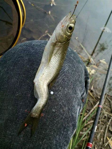這樣騷的大鯿魚有幾人搞到過 每日頭條