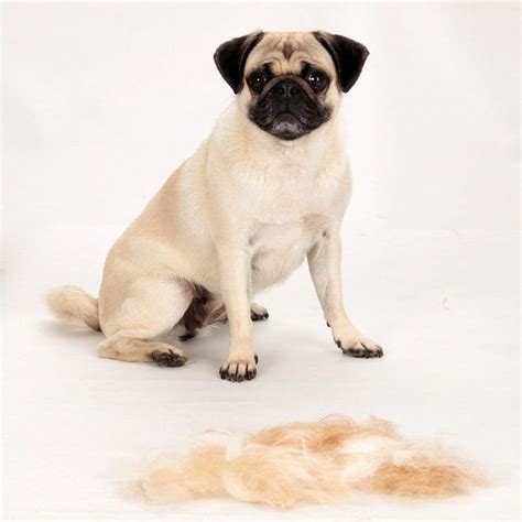 ֍ Caida Del Pelo De Perro Pug Carlino Por Muda 【 Solución
