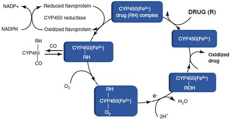 The Cytochrome P450 Cyp450 Catalytic Cycle The P450 Cytochrome Download Scientific Diagram
