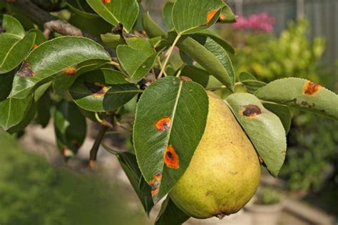 Pear Tree Diseases Tips On Identification And Control