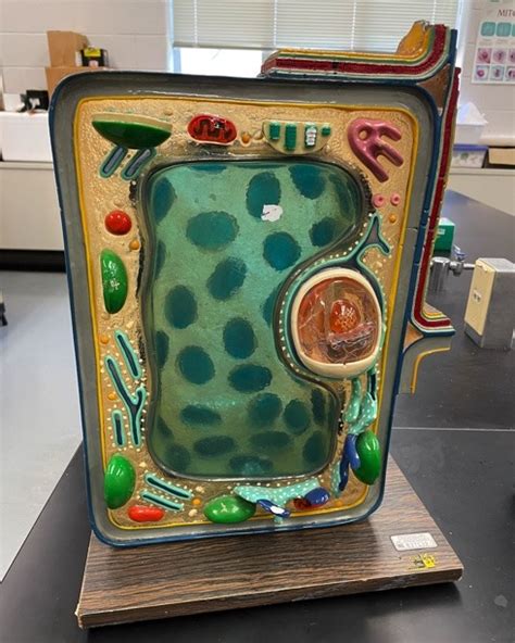 Plant Cell Model Diagram Quizlet