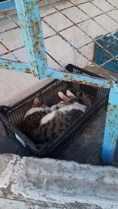 Вот так живут бедные уличные котики в Греции коты греция море Youtube