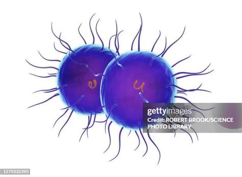 Gonorrhea Bacteria Photos And Premium High Res Pictures Getty Images