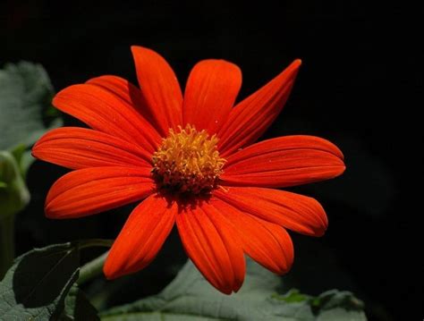 Mexican Sunflower Torch Tithonia Rotundifolia Torch Growing Guides