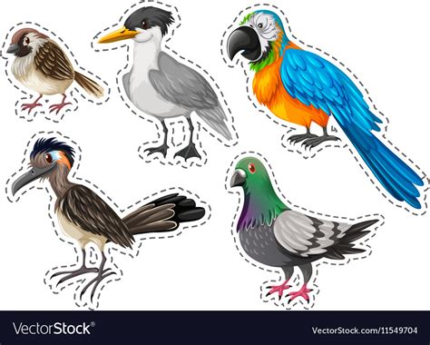 Different Types Wild Birds Royalty Free Vector Image
