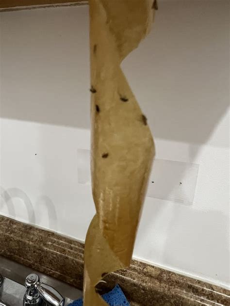 Phorid Flies And How To Get Rid Of Them Rpestcontrol