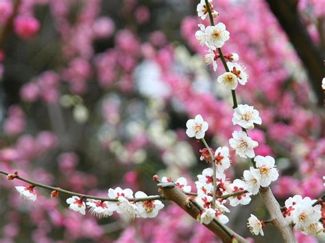 須磨離宮公園梅林梅の花 壁紙写真集 無料写真素材