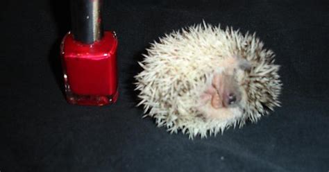 Flashback Pics Of Hedgewig Album On Imgur