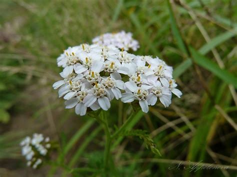 ТЫСЯЧЕЛИСТНИК ОБЫКНОВЕННЫЙ Achillea Millefolium КОСМЕТОЛОГИЧЕСКОЕ
