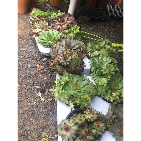 Cactus Y Suculentas Planta De Exterior Productos