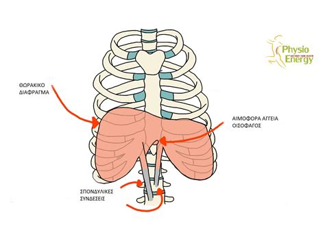 Physioenergy 🎯 Το Διάφραγμα 👉 Το διάφραγμα είναι ο βασικός εισπνευστικός μυς όταν όμως η