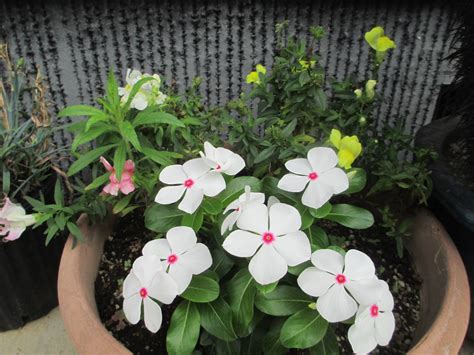 すき家の山かけめかぶオクラ牛丼・庭の花 ぴのブログ
