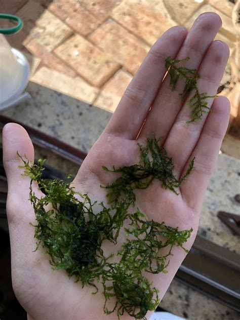Can Anyone Help Identifying This Moss Rplantedtank