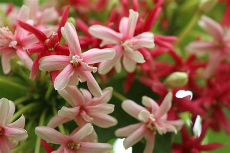 Flores Pétalos Brotes Sale Foto Gratis En Pixabay Pixabay