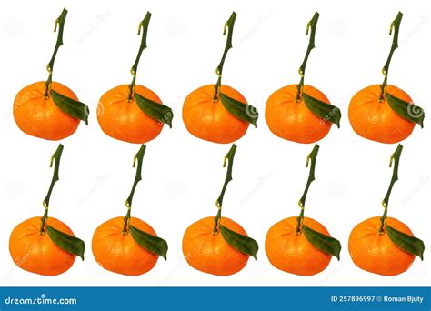 Exotic Fruit Orange Tangerine With Green Stem And Leaf Stock Image