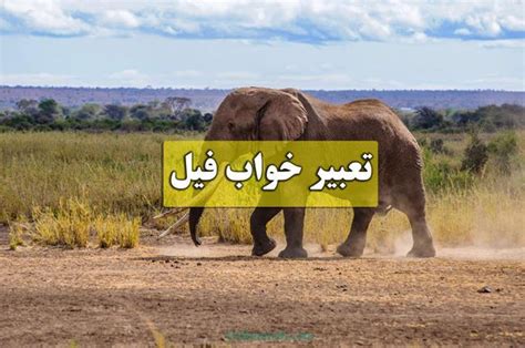 تعبیر خواب فیل دیدن شنا کردن فیل ، کشتن فیل در خواباز معبرین معتبر