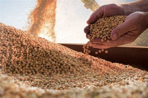 Soja Trigo Y Maíz ¿cuánto Se Pagó Por Los Granos Tras La Devaluación