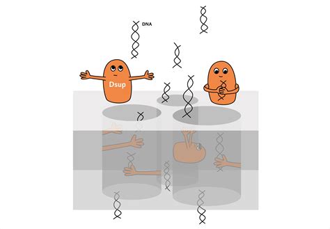 Jinr Scientists Developed Unique Dna Extraction Method Joint