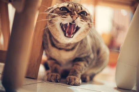 Why Is My Cat Hissing At Me All Of A Sudden 4 Vet Reviewed Reasons