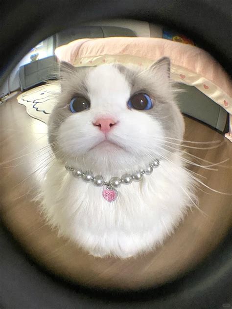 小猫咪生气了还会嘟嘴诶