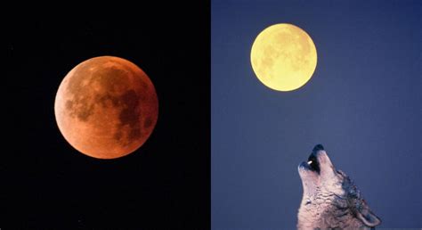 Wolf Moon Spiritual Meaning 2023 Time And All About The Phenomenon