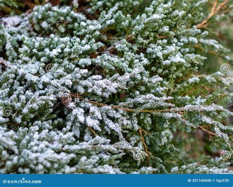 Frosted Branches Of A Juniper Bush Stock Photo Image Of Sweeping Shaking 351160606