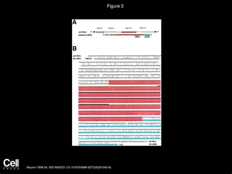 Sex Linked Period Genes In The Silkmoth Antheraea Pernyi Ppt Download