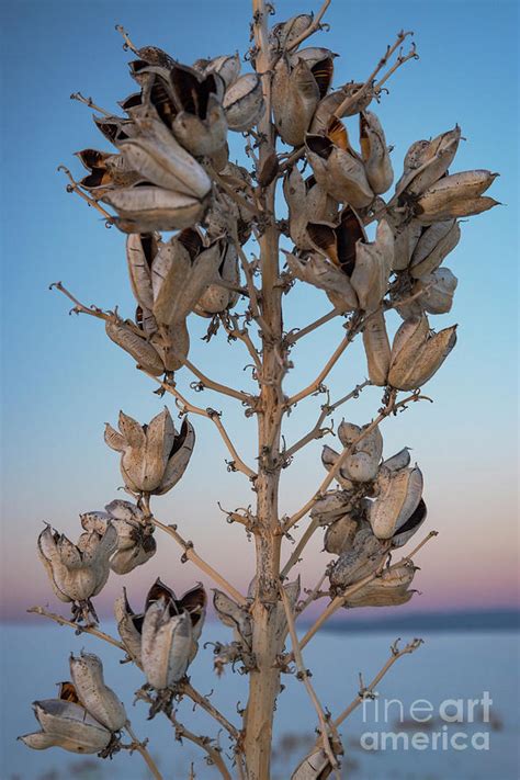 White Sands Yucca Seed Pods Photograph By Bob Phillips Fine Art America