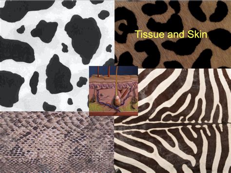 Integument Tissue And Skin Diagram Quizlet