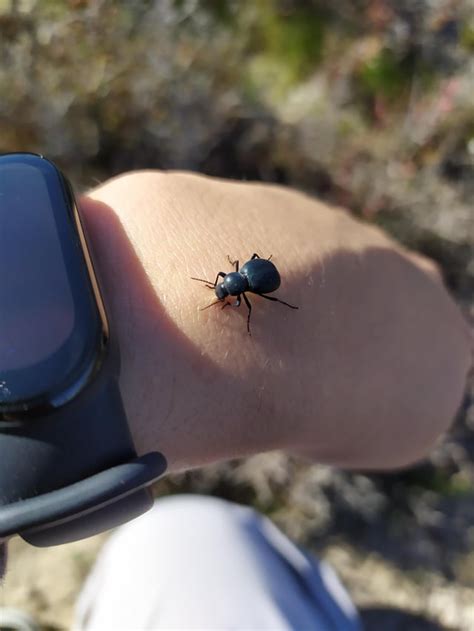 And We Have Liftoff The Spider Is Airborne Rxkcd