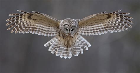 Owls