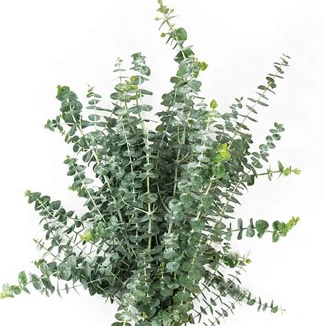 بیبی بلو تثبیت شده راهنمای خرید مشخصات Bestmoss