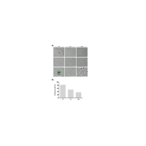 Peptides Displaying Bpp Activity Isolated From Different Biological