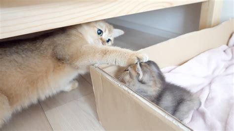 子猫がベッドから出ようとしたら、母猫に止められた 肉球ドットコム（）