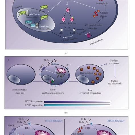 A Multiple Roles Of Heme During Erythroid Cell Differentiation B