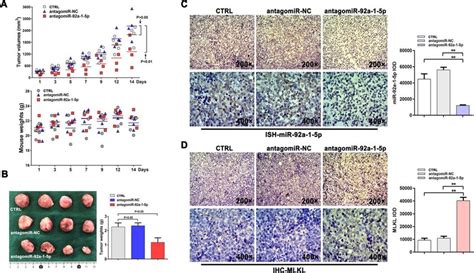 Antagomir Mediated Inhibition Of Mir 92a 1 5p In Vivo Reduces Cml