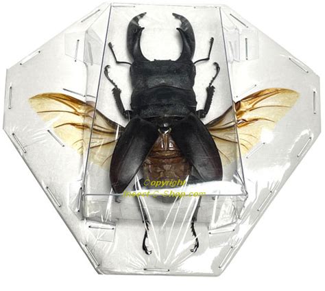 Dorcus Titanus Typhon Spread Insect Collector S Shop