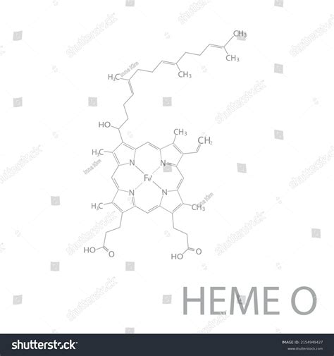Heme O Molecular Skeletal Chemical Formula Stock Vector Royalty Free