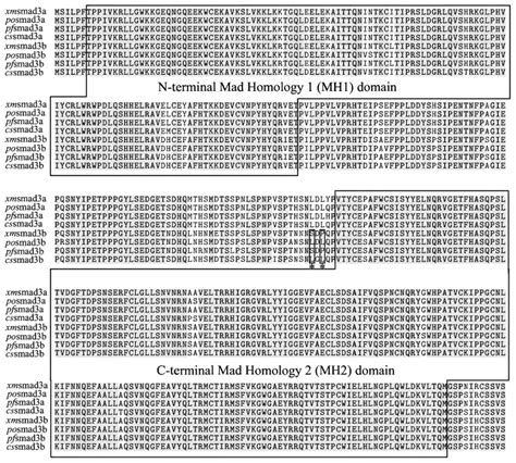 Evolution History Of Duplicated Smad3 Genes In Teleost Insights From