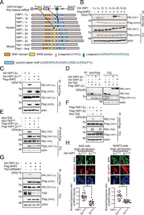 Alternative Splicing Reverses The Cell Intrinsic And Cell Extrinsic Pro