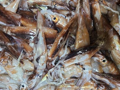 사장님이 이참에 창고 물량 싹 빼겠대요 🔥🔥 국내산 급냉 총알오징어 1팩에 단돈 11000원 무료배송 쉿 한정