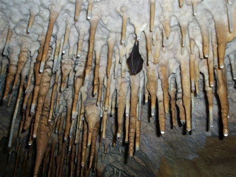 Bat Feeding