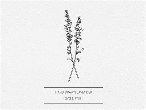 Lavender Svg And Png Botanical Hand Drawn Apothecary Elements Herb