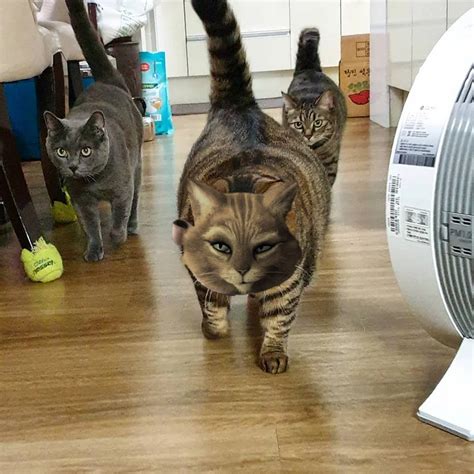 The Puss Without Boot Album On Imgur