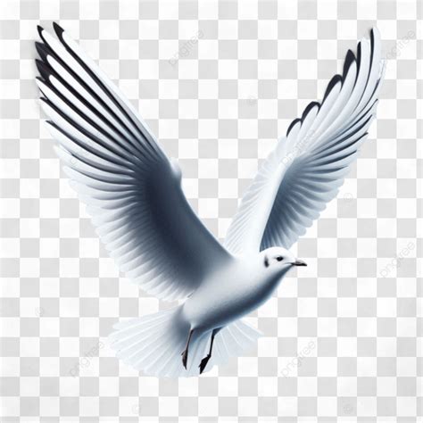 비둘기가 솟아오르다 나는 비행 날개 비둘기 급등 나는 비둘기 비행중인 비둘기 Png 일러스트 및 이미지 에 대한 무료 다운로드 Pngtree