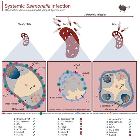 Salmonella Infection
