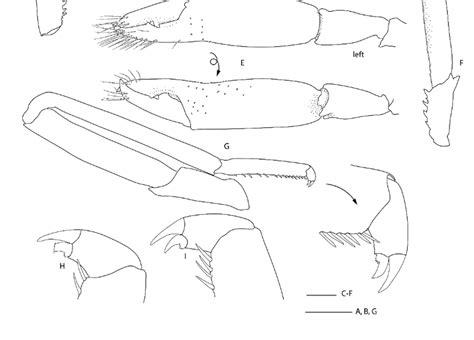 Spongicoloides Sonne Sp Nov Nmnz Cr 019650 A Left P1 Lateral Download Scientific